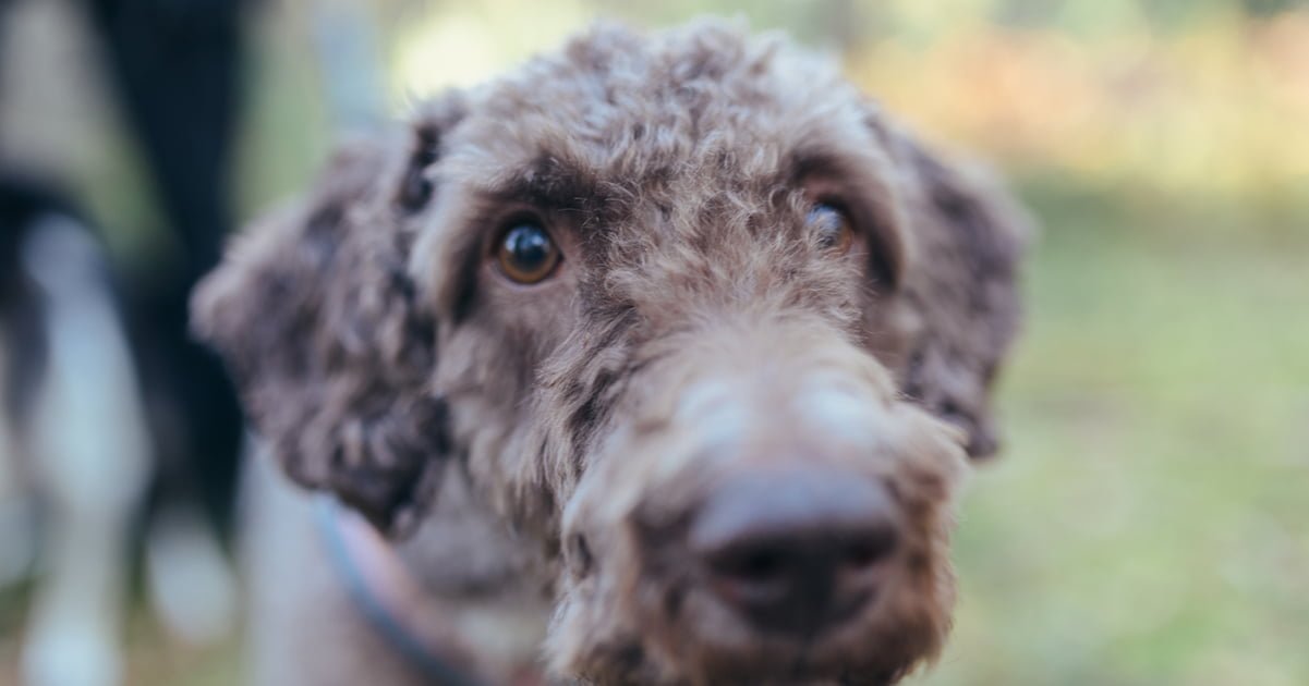 Questions and answers about Nutrolin® dog products