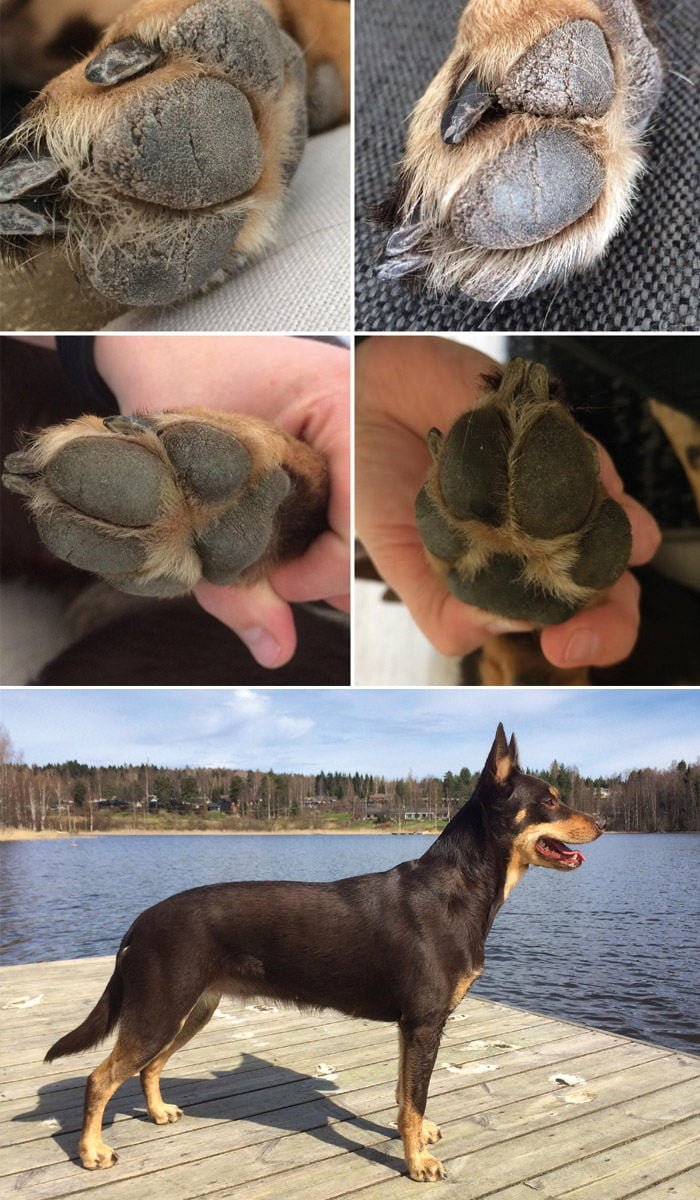 From rough paw pads to soft - Happy customers Nutrolin®