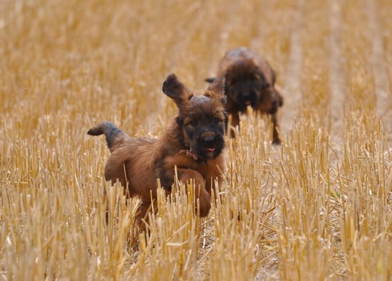 Happy Nutrolin® customer - Briard breeder Corinne de Brouwer
