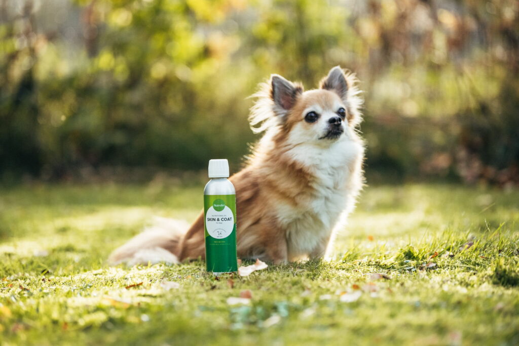 Autumn and winter are tough on dogs’ paws, skin and coat - Nutrolin®