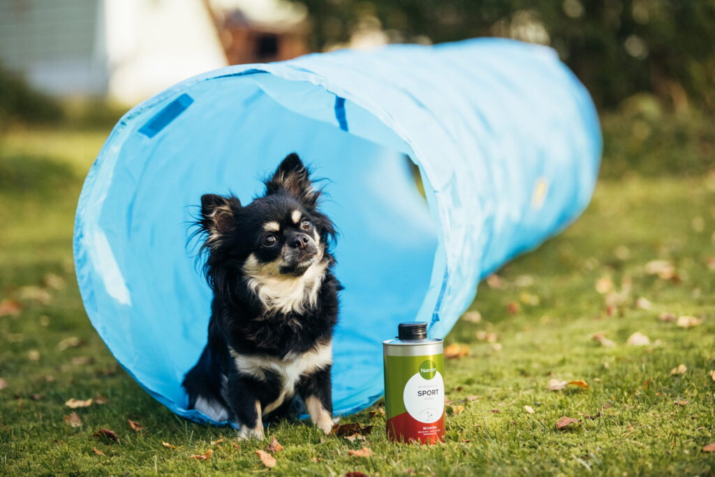 Cuteness alert: Thirteen super trooper chihuahuas - Nutrolin®