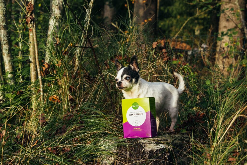 Cuteness alert: Thirteen super trooper chihuahuas - Nutrolin®