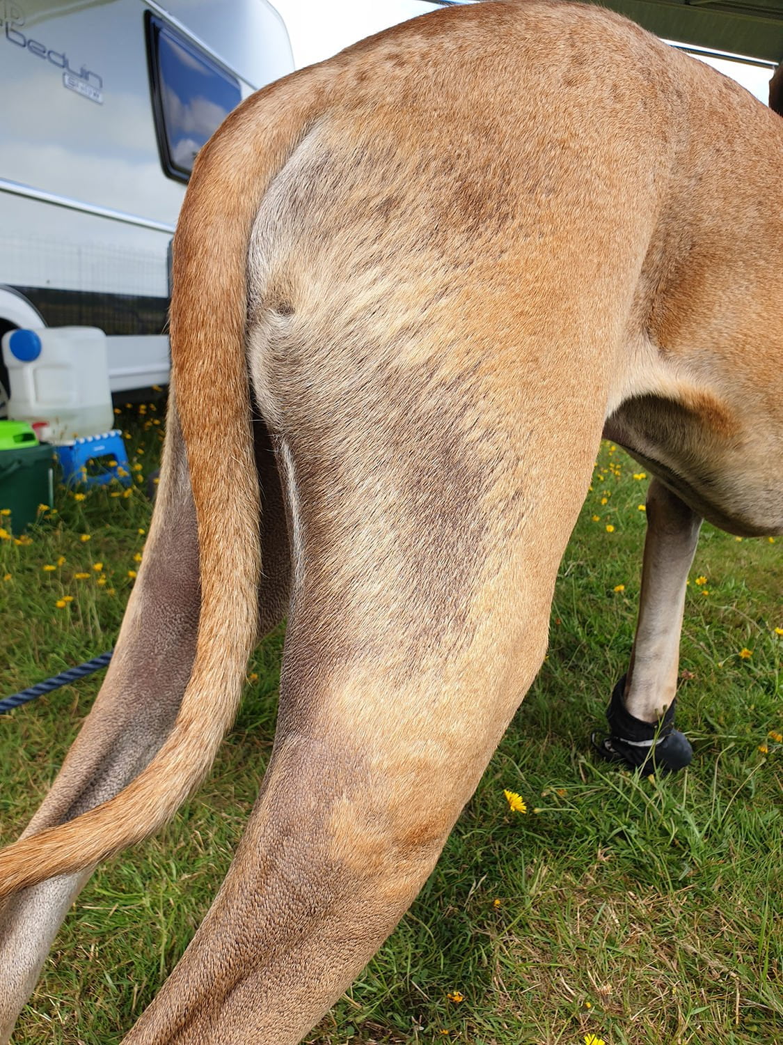 Jens, the Great Dane, battled with thinning hair and bald spots - Nutrolin®