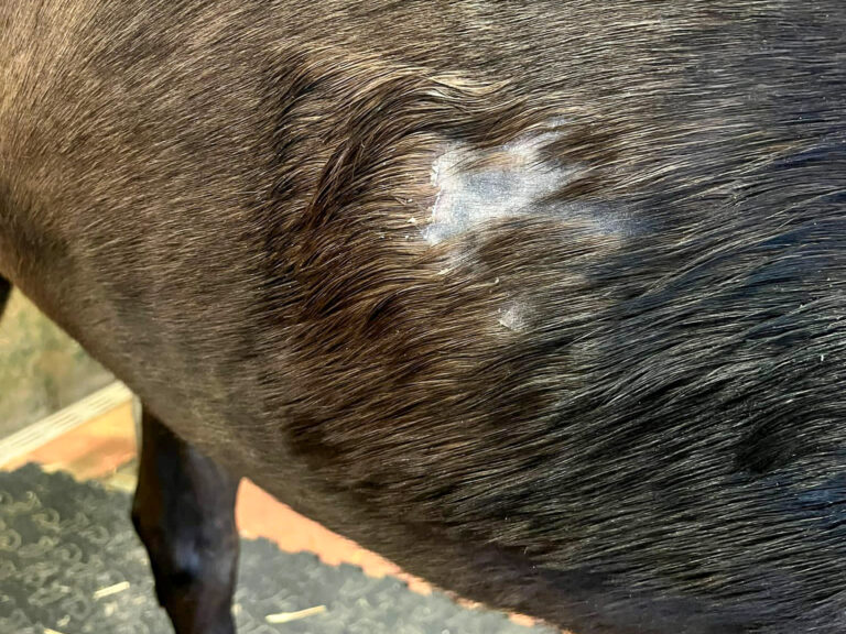 The six-liter miracle: How Nutrolin® transformed Flipper's skin and ...