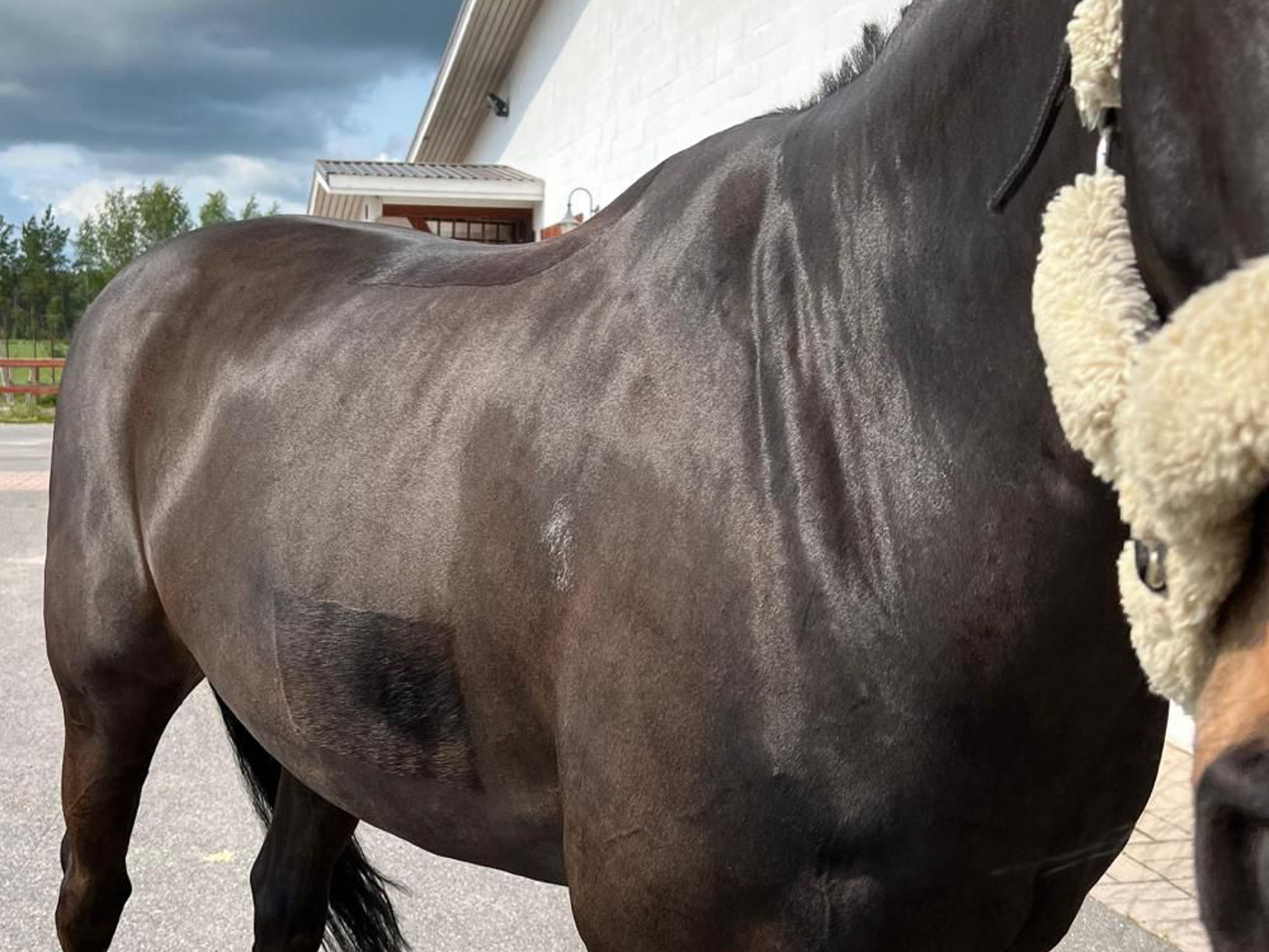 The six-liter miracle: How Nutrolin® transformed Flipper's skin and ...