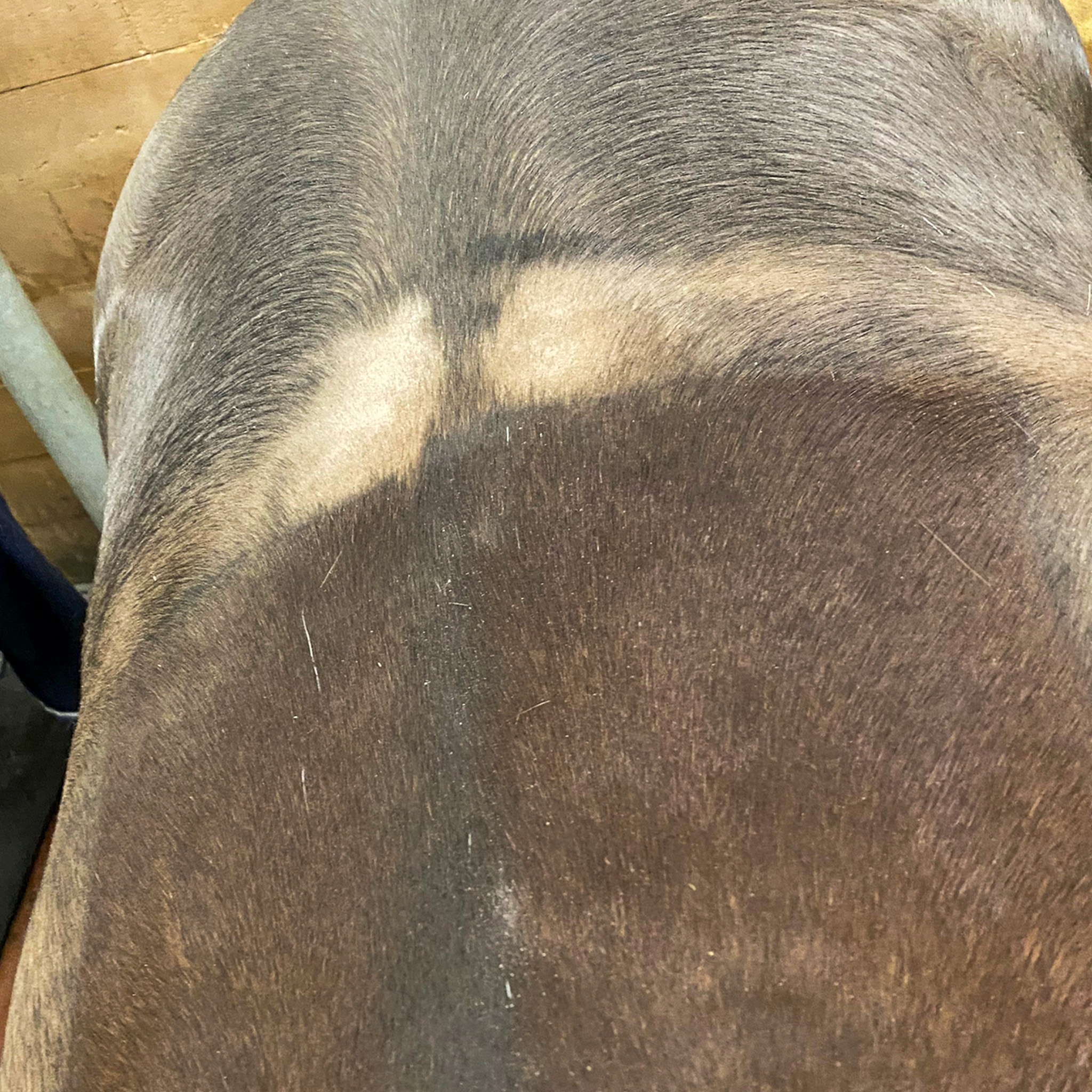 The six-liter miracle: How Nutrolin® transformed Flipper's skin and ...